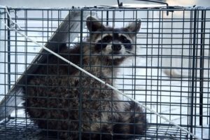 Best Bait To Trap Raccoons [The Most Perfect Solution]